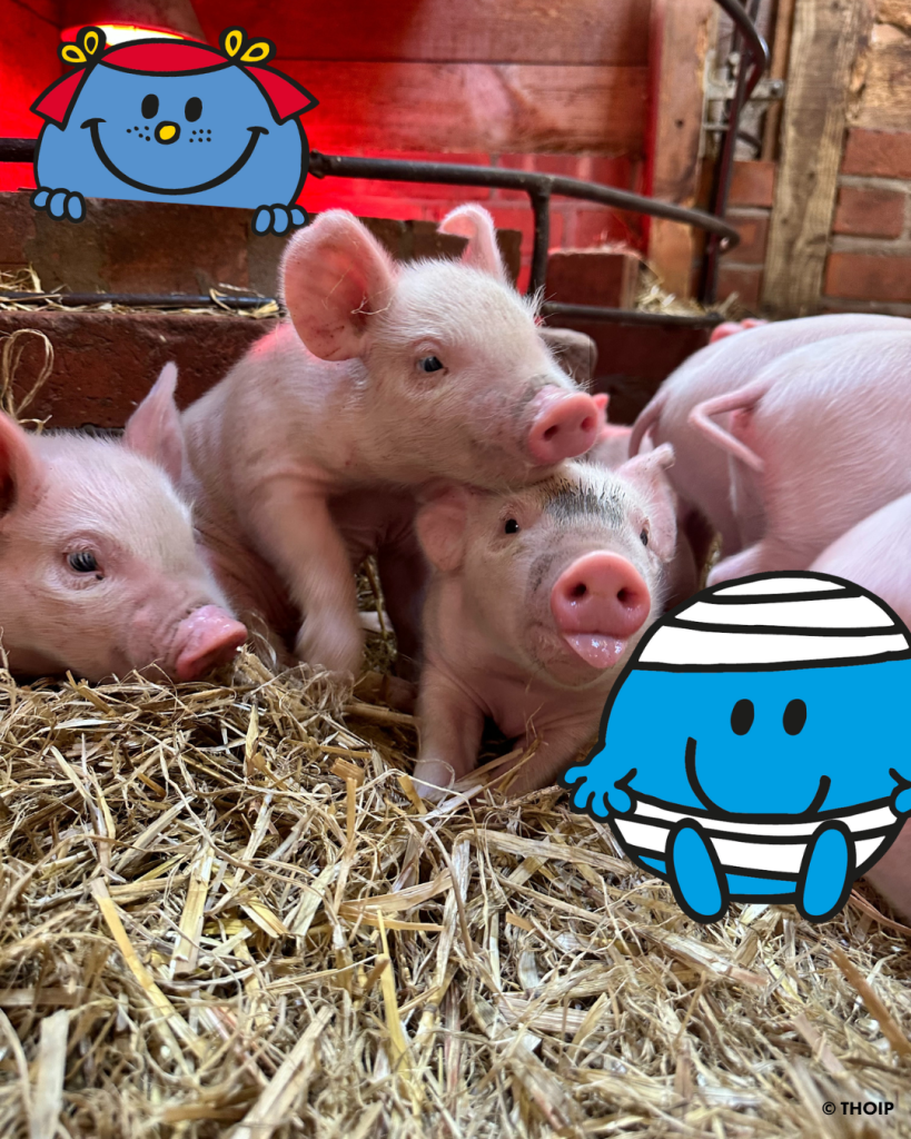 Mr Men and Little Miss at Tatton Park - G&J The Edit